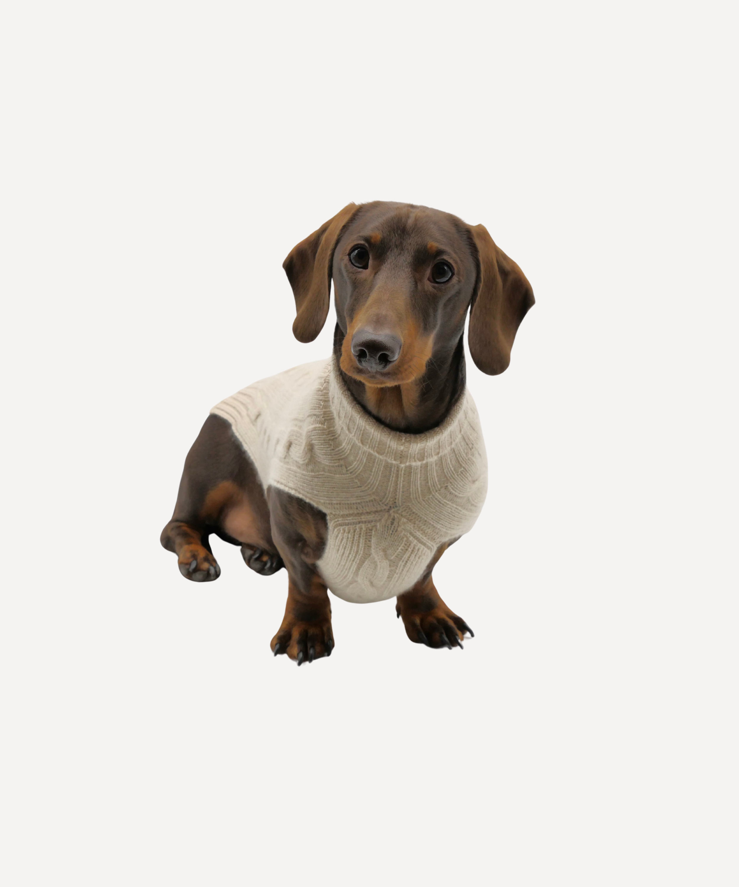 Natural Cashmere Dog Jumper – Marla & Primrose